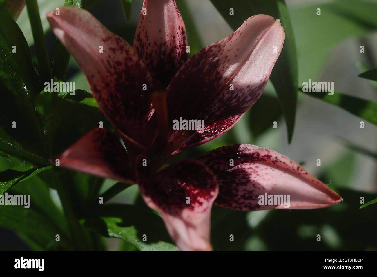 Lilies in bloom seen up close Stock Photo - Alamy