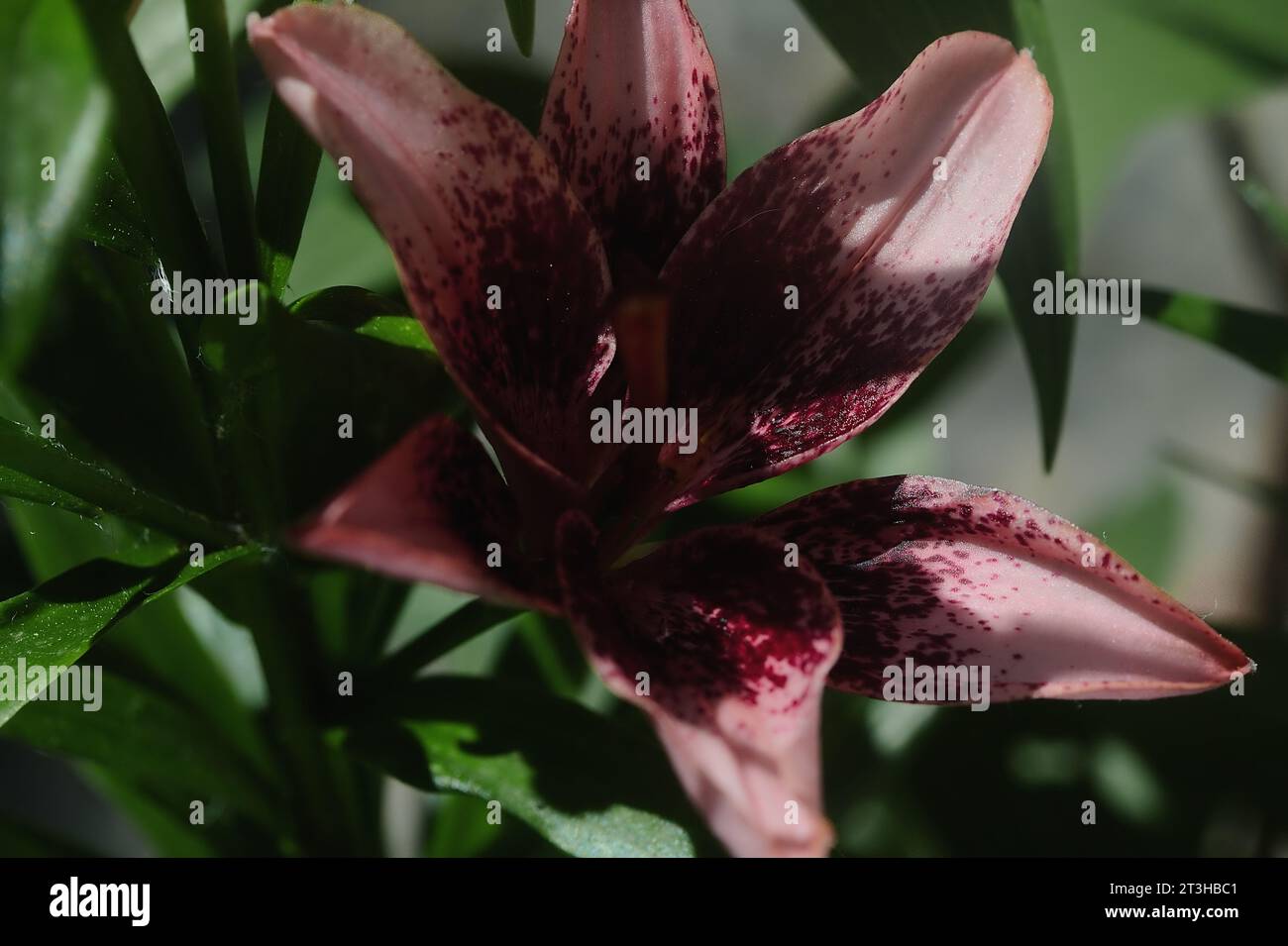 Lilies in bloom seen up close Stock Photo - Alamy