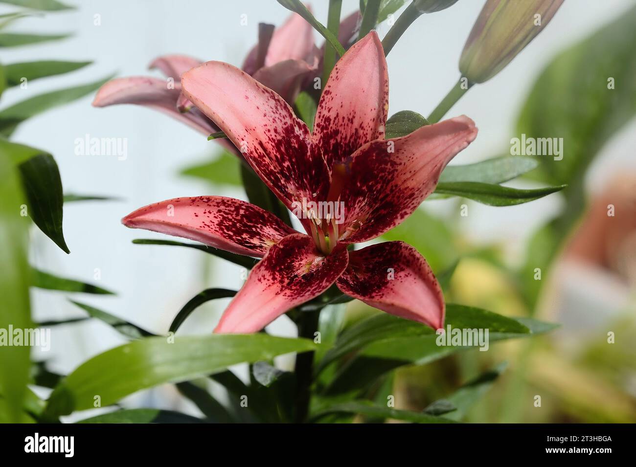 Lilies in bloom seen up close Stock Photo - Alamy