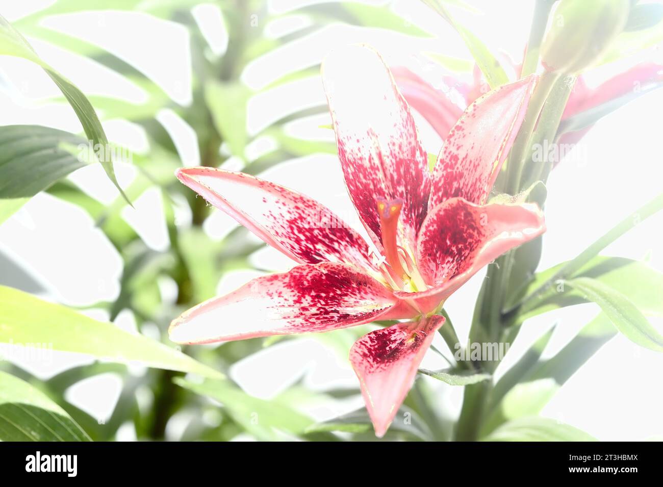 Lilies in bloom seen up close Stock Photo - Alamy