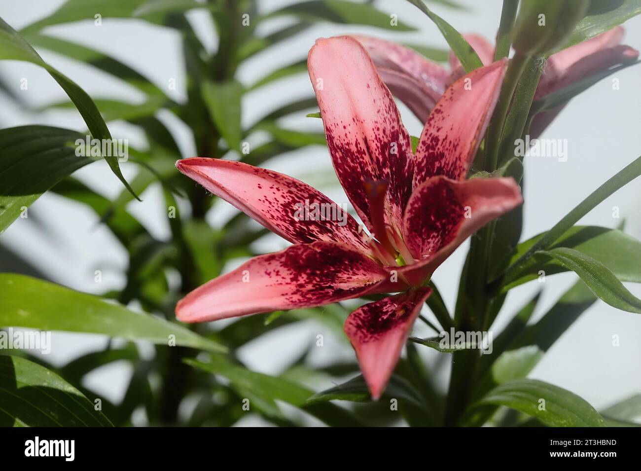 Lilies in bloom seen up close Stock Photo - Alamy