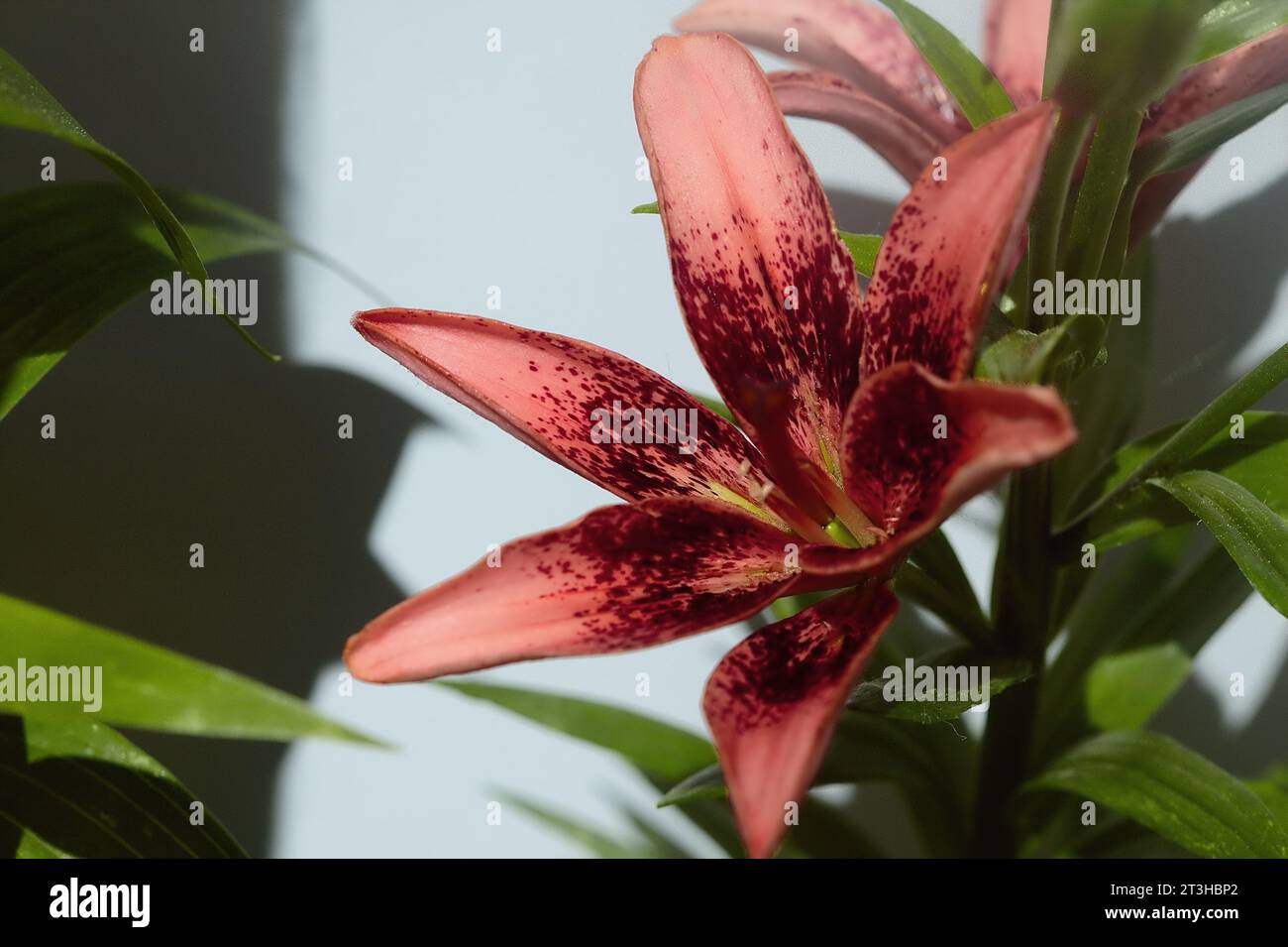Lilies in bloom seen up close Stock Photo - Alamy