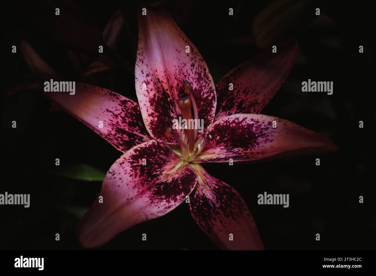 Lilies in bloom seen up close Stock Photo - Alamy