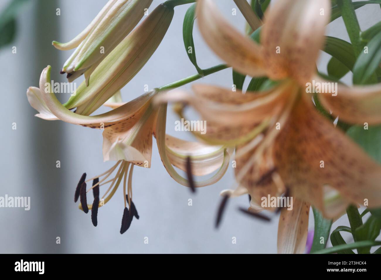 Lilies in bloom seen up close Stock Photo - Alamy