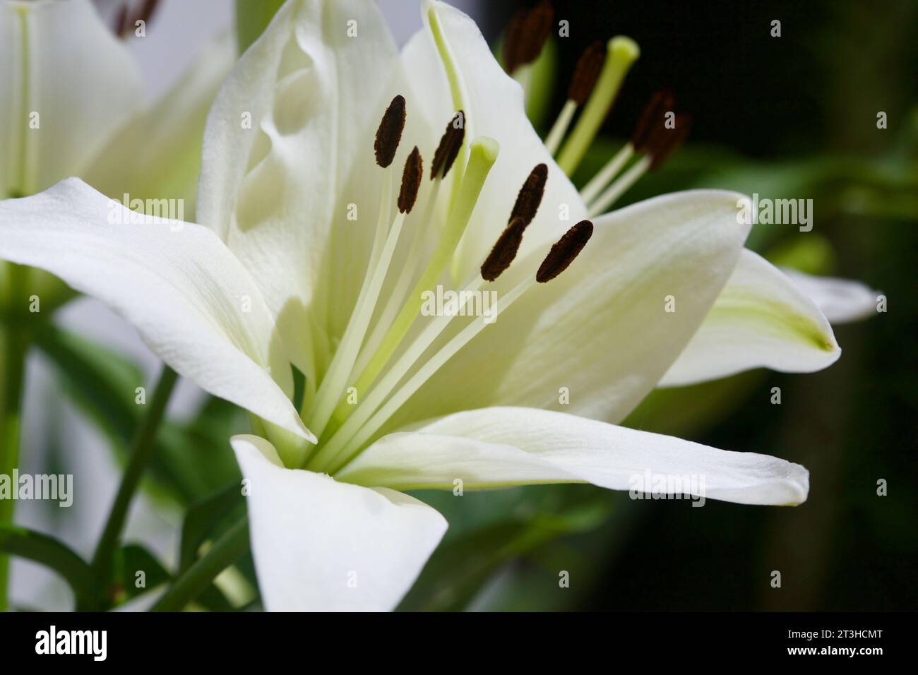 Lilies in bloom seen up close Stock Photo - Alamy