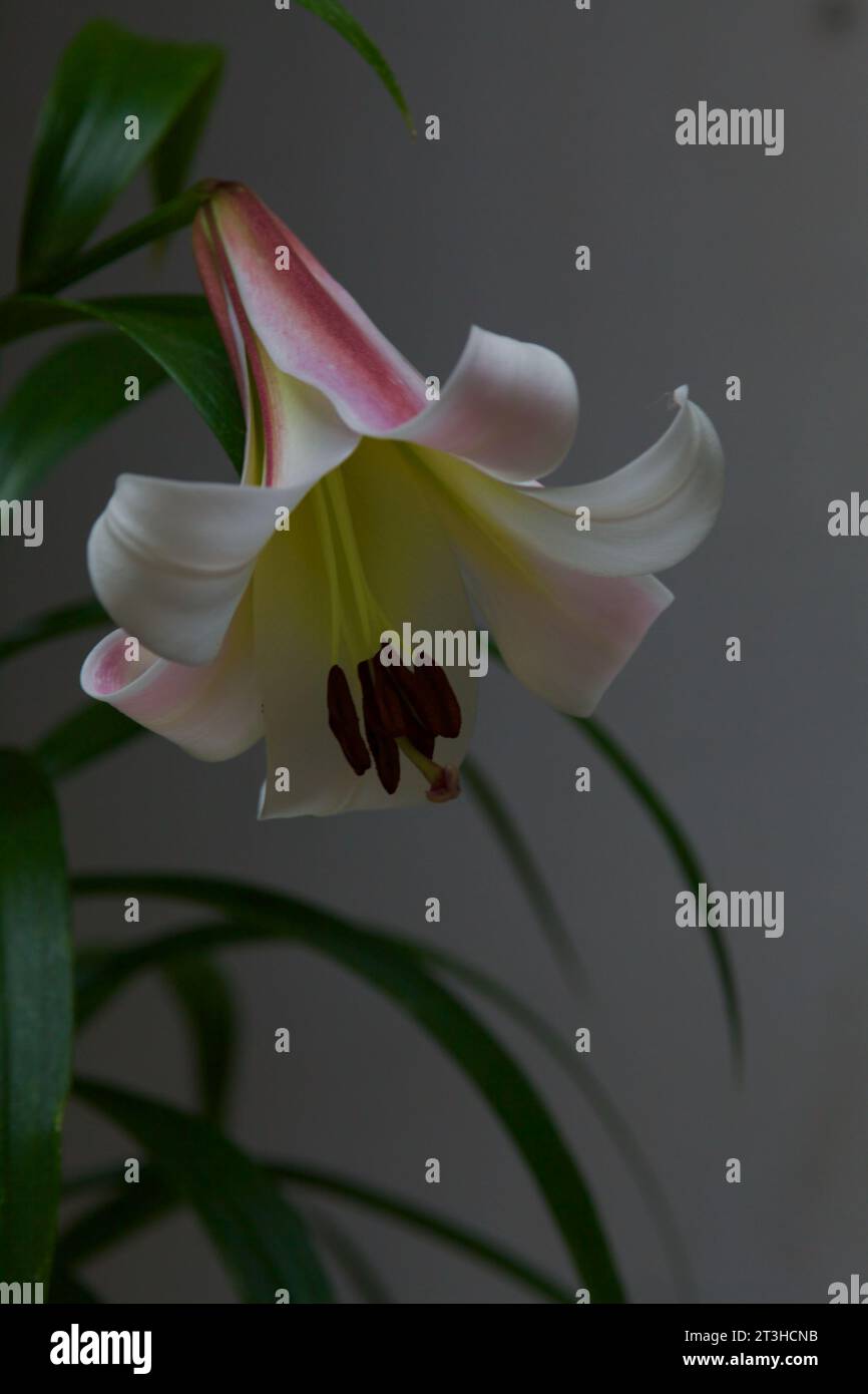 Lilies in bloom seen up close Stock Photo - Alamy