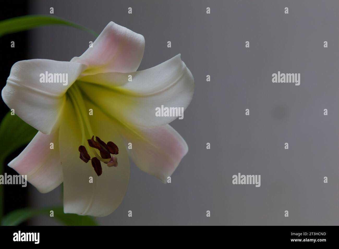Lilies in bloom seen up close Stock Photo - Alamy