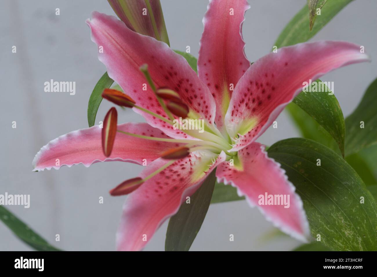 Lilies in bloom seen up close Stock Photo - Alamy