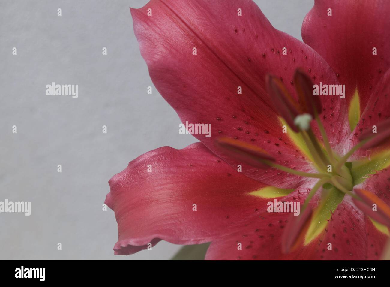 Lilies in bloom seen up close Stock Photo - Alamy