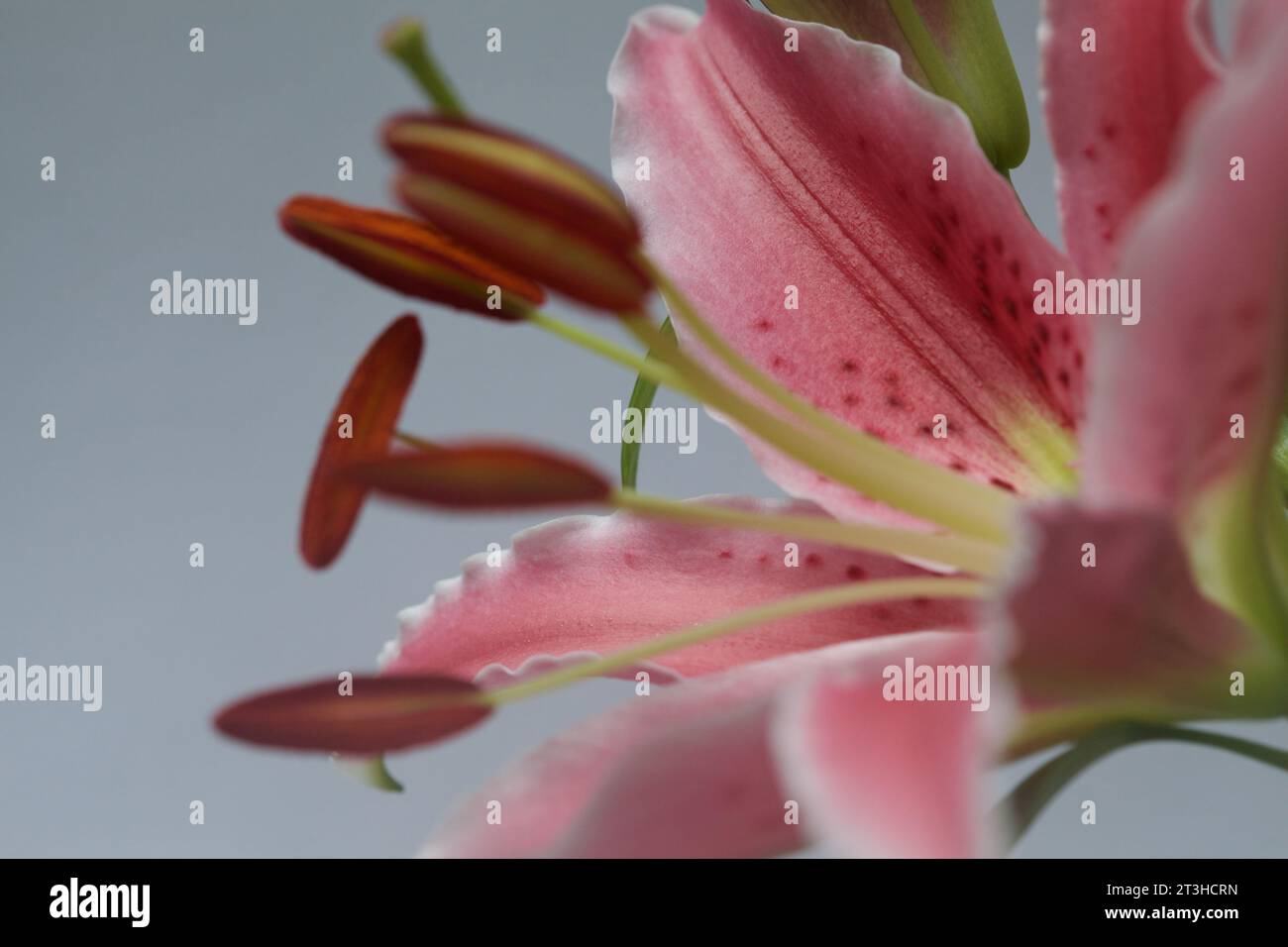 Lilies in bloom seen up close Stock Photo - Alamy