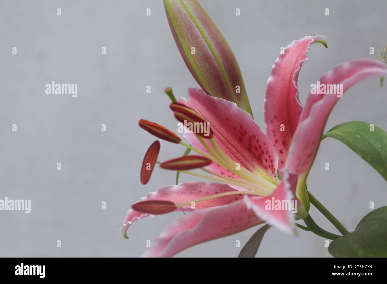 Lilies in bloom seen up close Stock Photo - Alamy