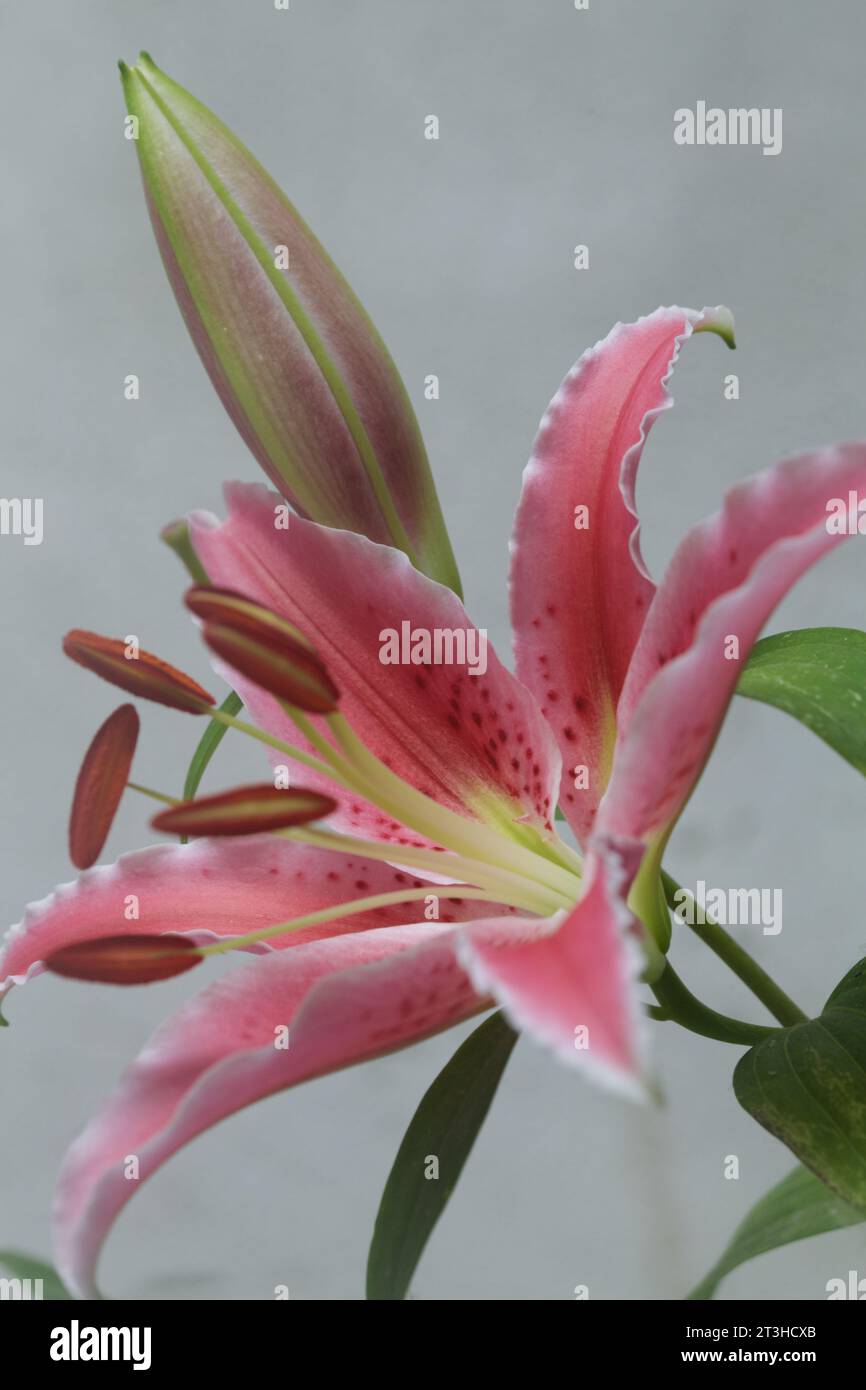 Lilies in bloom seen up close Stock Photo - Alamy