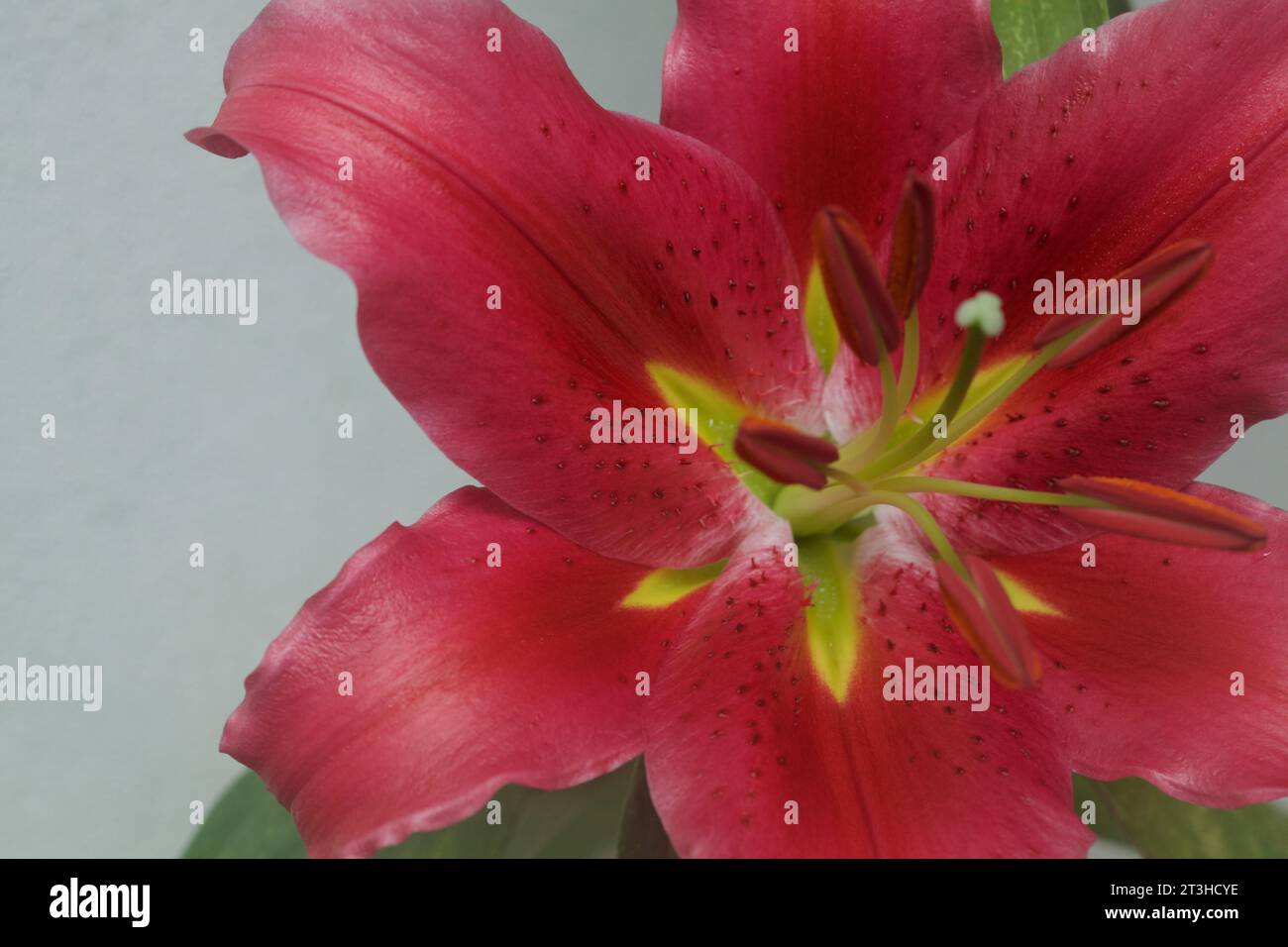 Lilies in bloom seen up close Stock Photo - Alamy