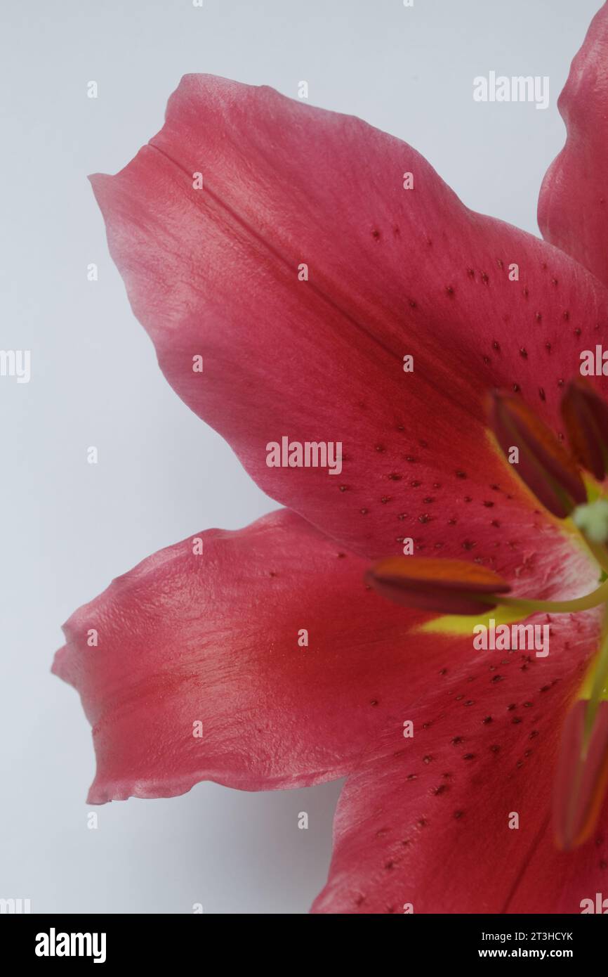Lilies in bloom seen up close Stock Photo - Alamy