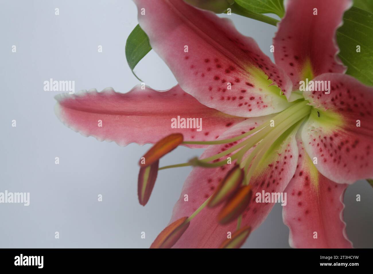 Lilies in bloom seen up close Stock Photo - Alamy