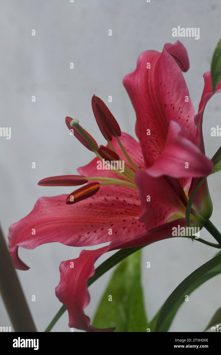 Lilies in bloom seen up close Stock Photo - Alamy