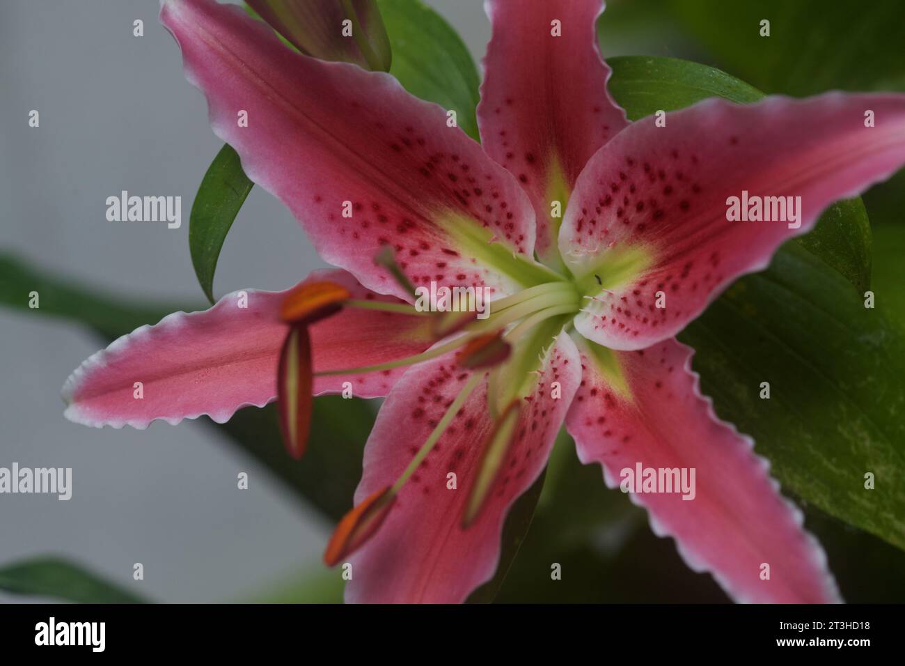 Lilies in bloom seen up close Stock Photo - Alamy