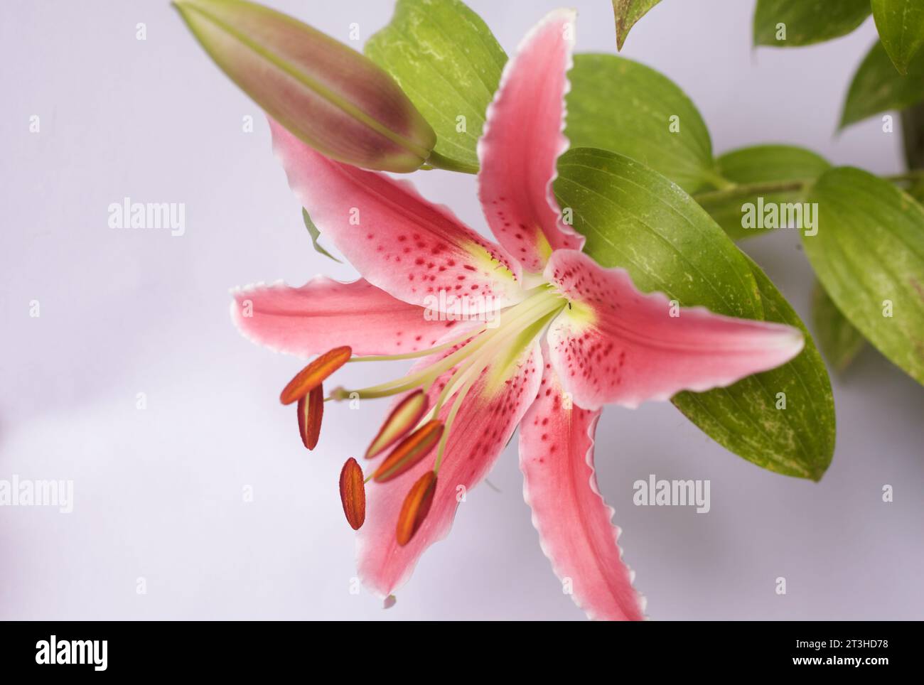 Lilies in bloom seen up close Stock Photo - Alamy