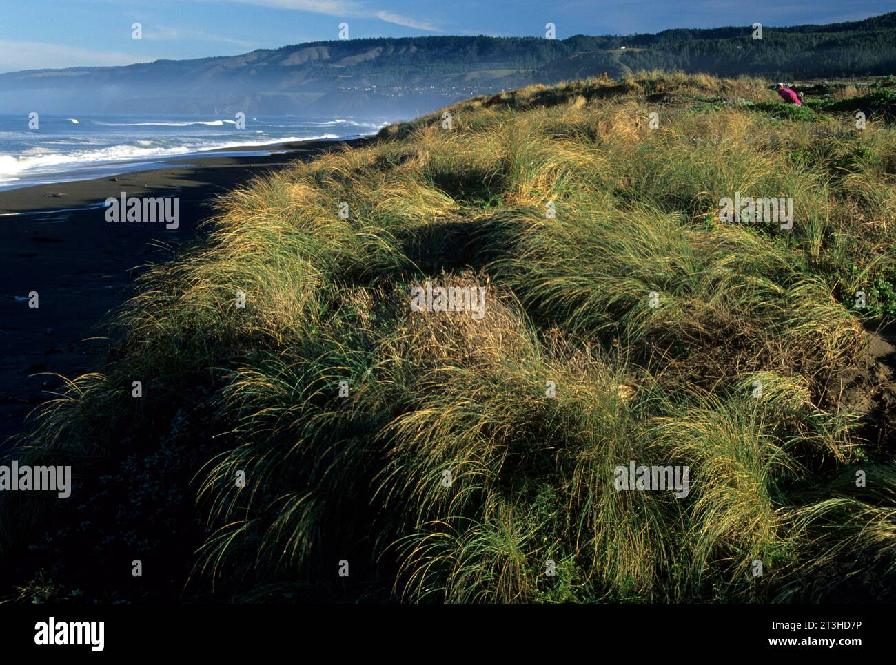 Dunegrass at beach, Manchester State Park, California Stock Photo - Alamy