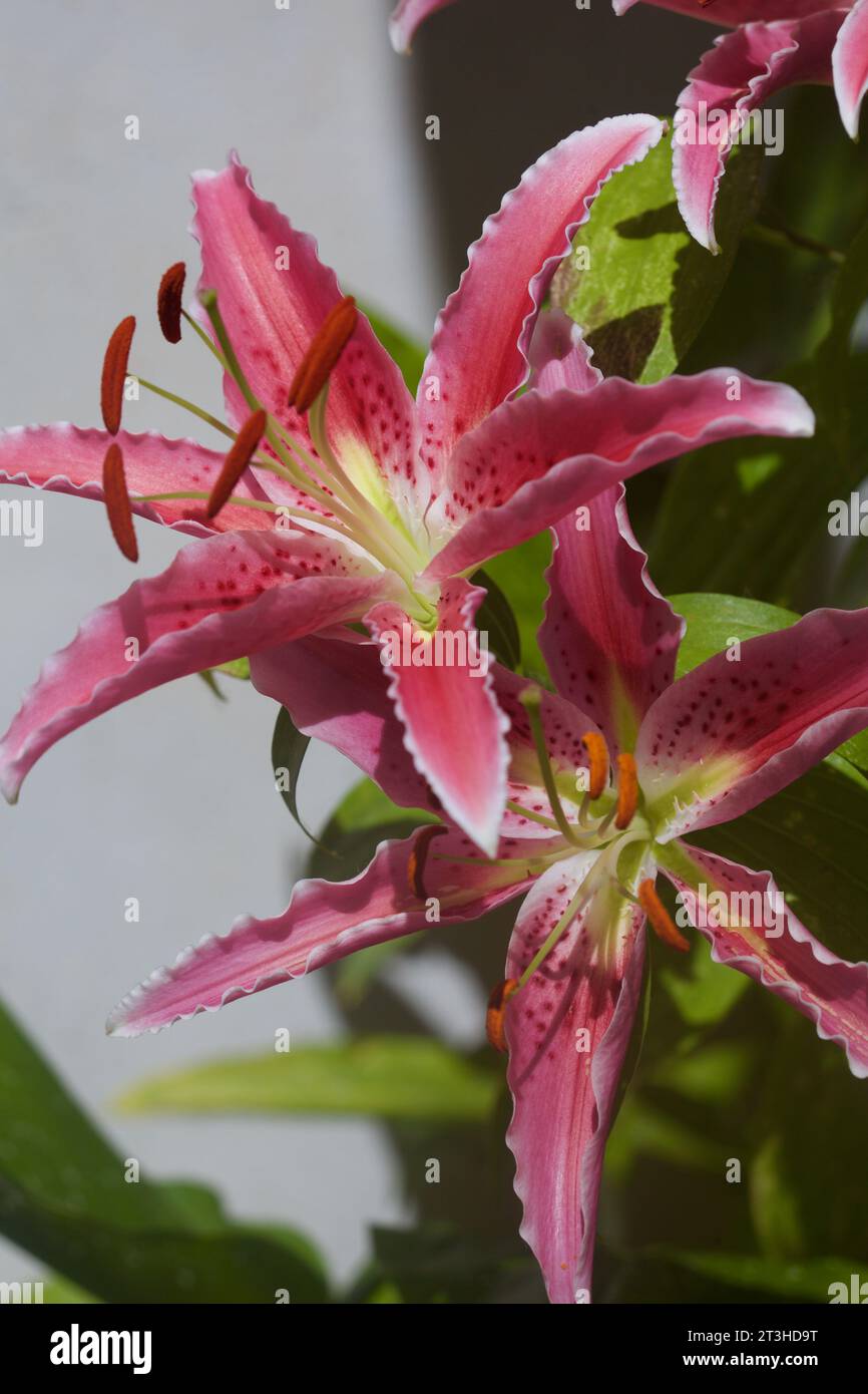 Lilies in bloom seen up close Stock Photo - Alamy