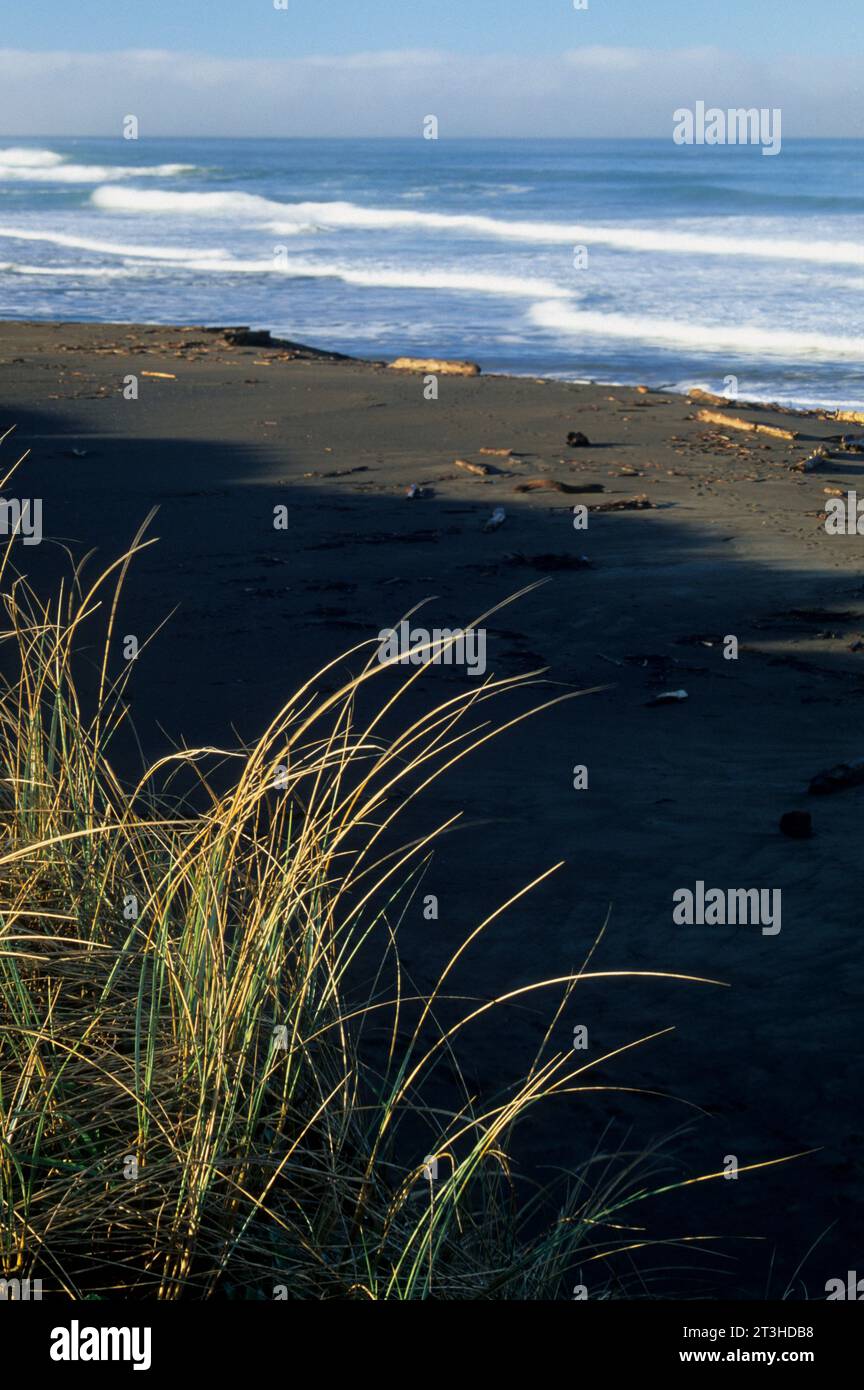 Dunegrass at beach, Manchester State Park, California Stock Photo - Alamy