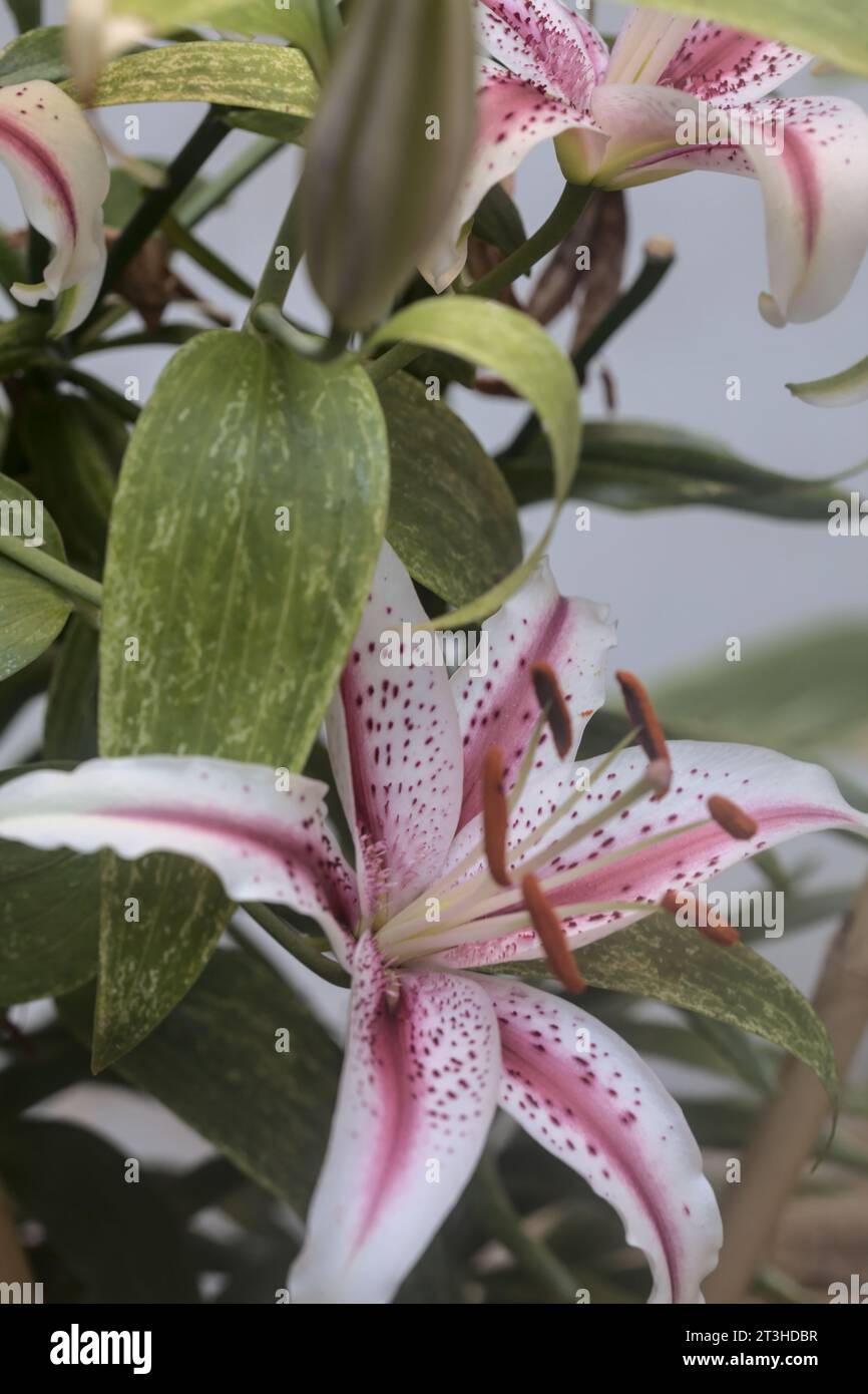Lilies in bloom seen up close Stock Photo - Alamy