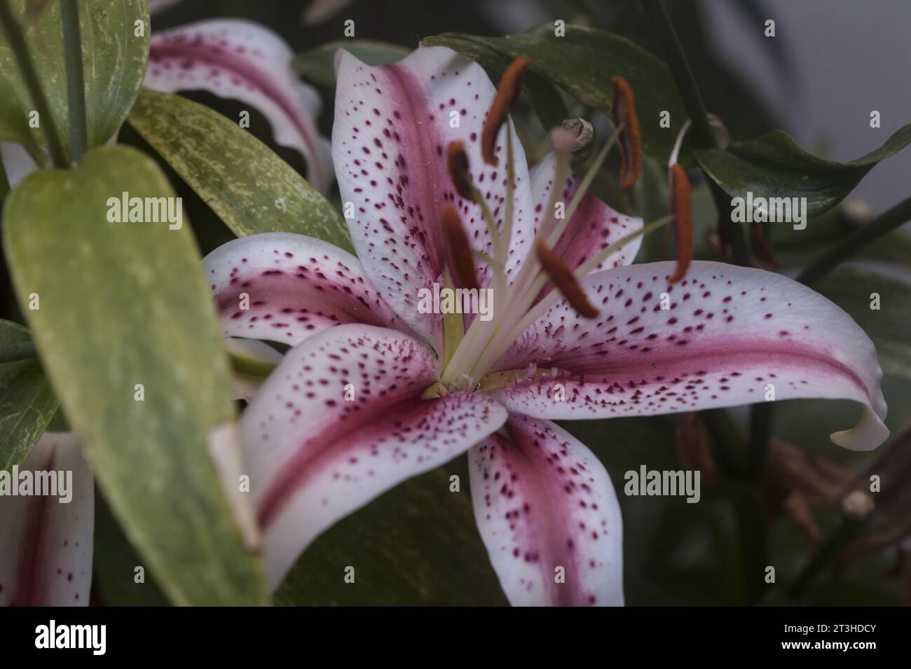 Lilies in bloom seen up close Stock Photo - Alamy