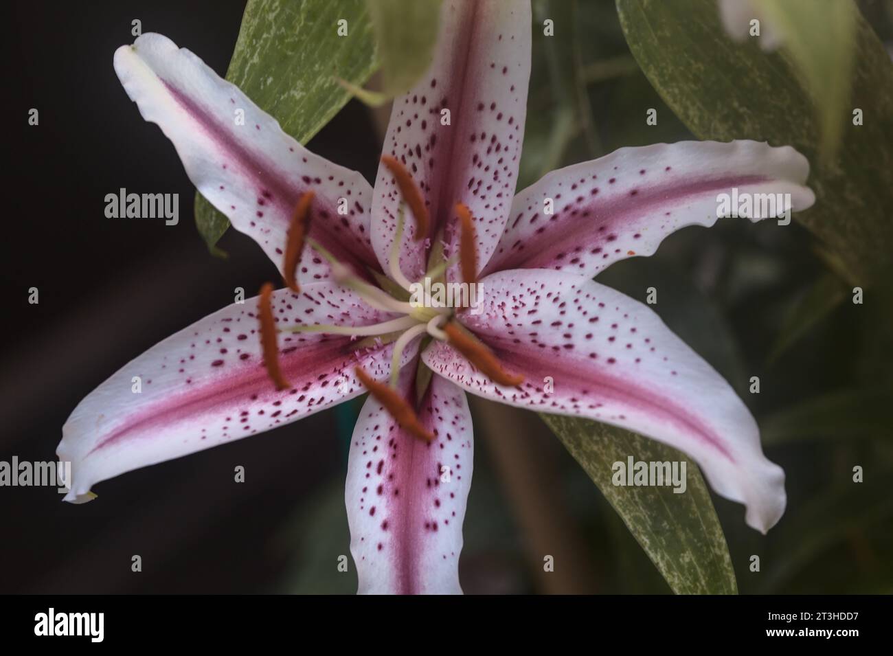 Lilies in bloom seen up close Stock Photo - Alamy