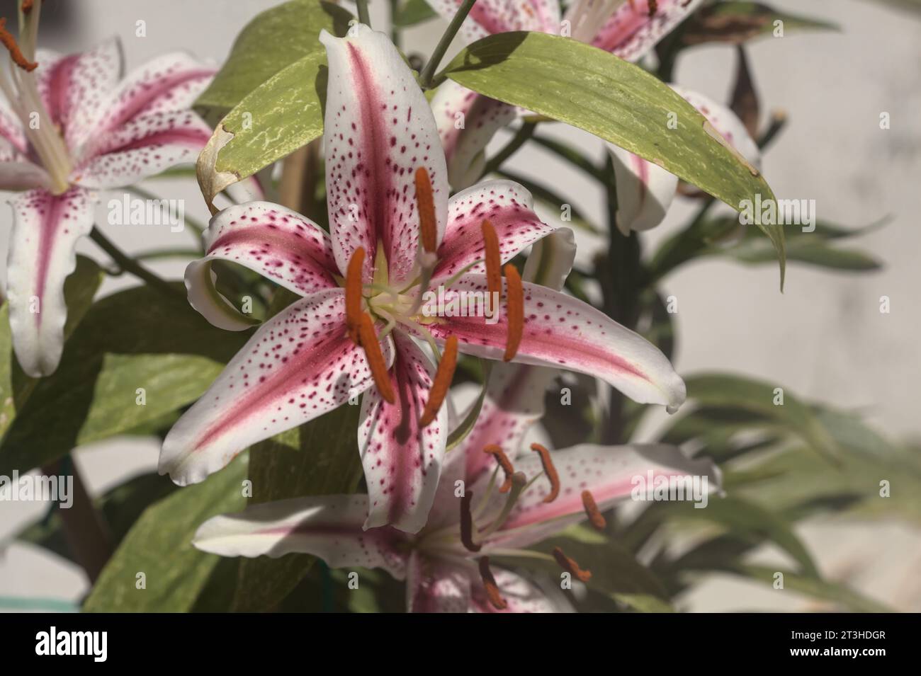Lilies in bloom seen up close Stock Photo - Alamy