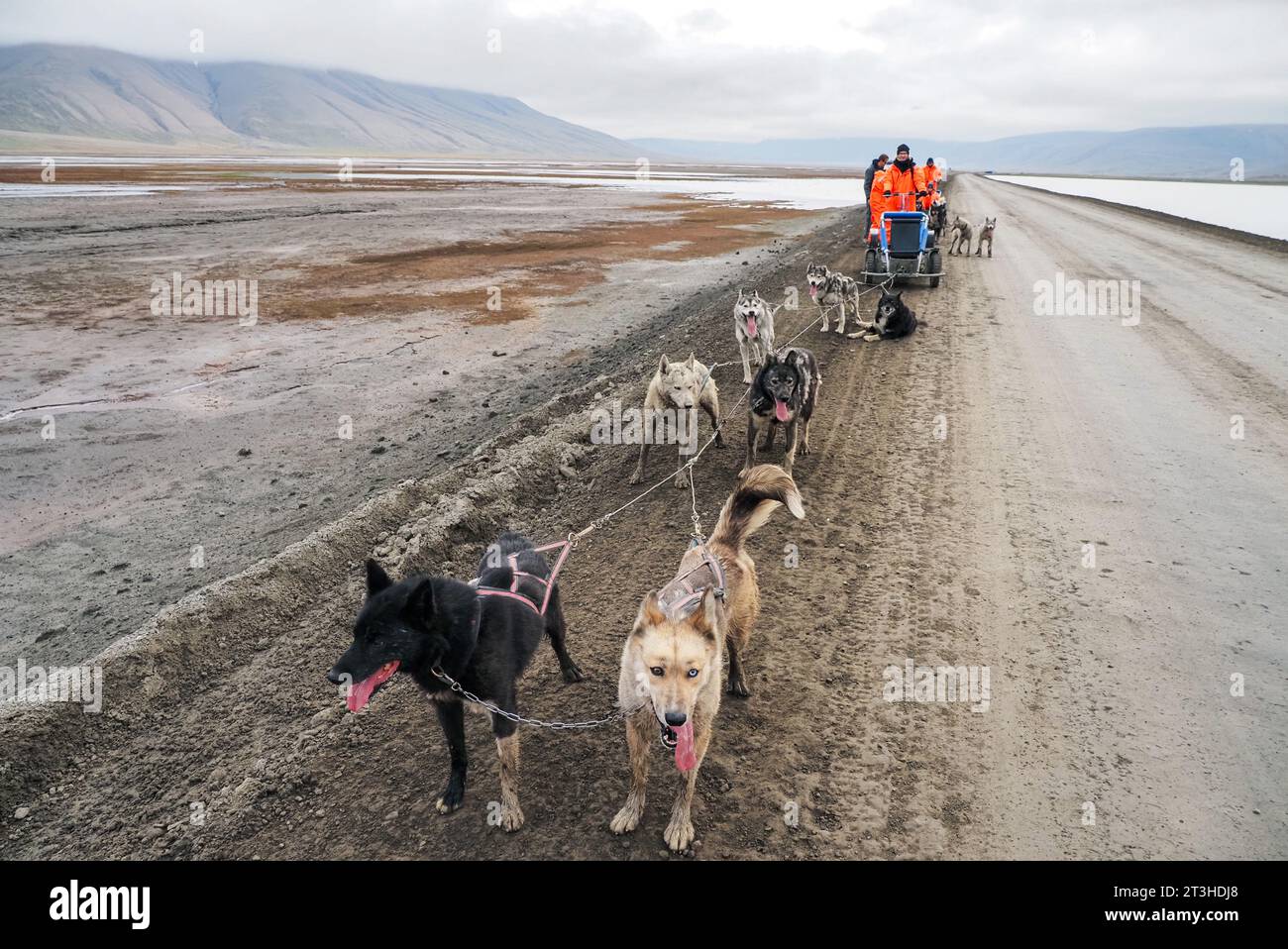 22 August 2023, Norway, Longyearbyen: Sled dogs are harnessed in front ...