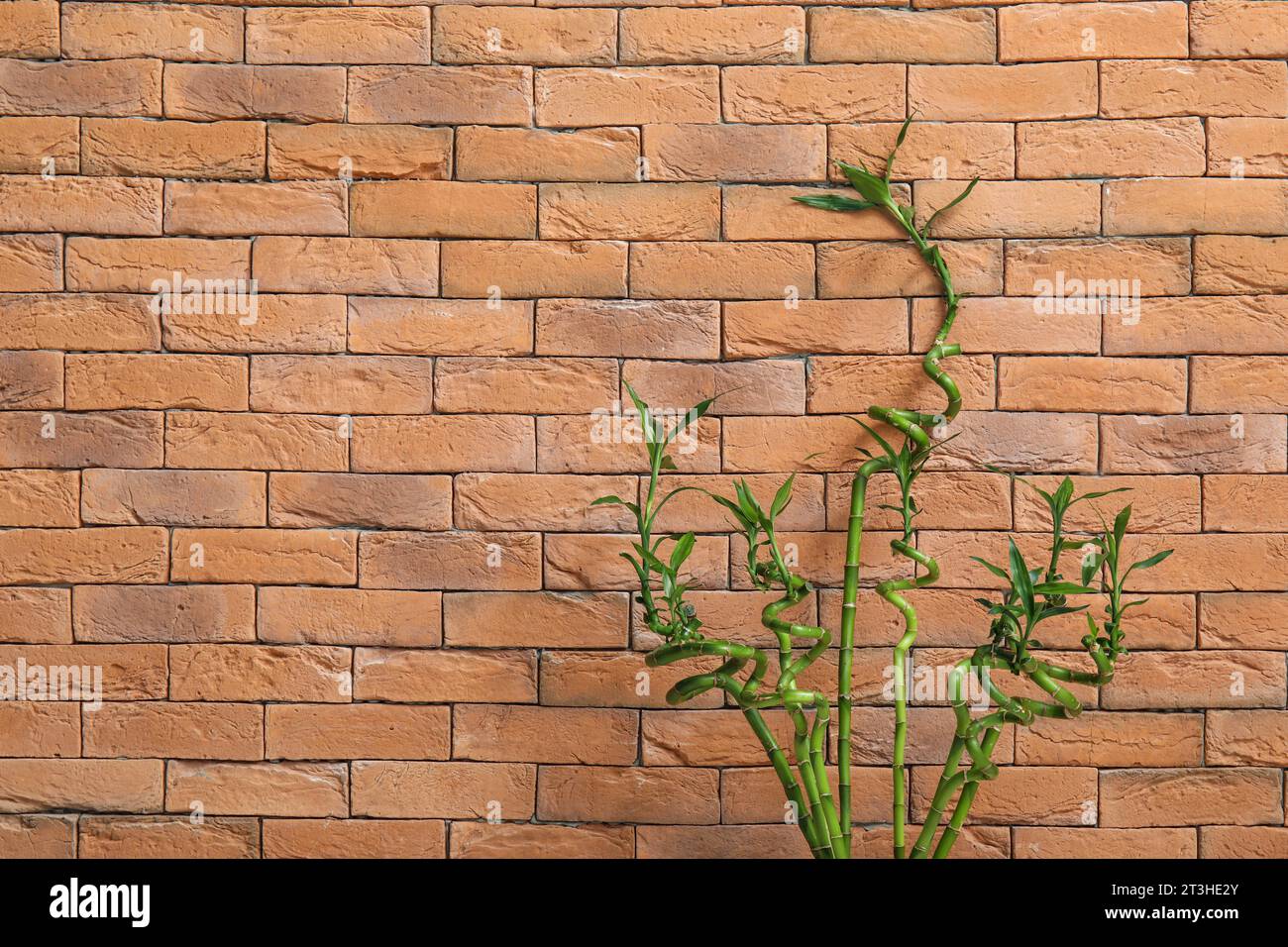 Green bamboo stems against brick wall Stock Photo - Alamy
