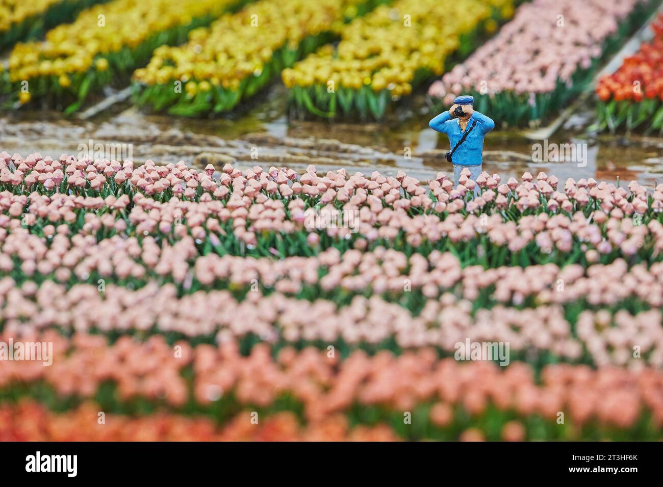 A toy man takes a photo of tulip field in Madurodam park, Netherlands ...
