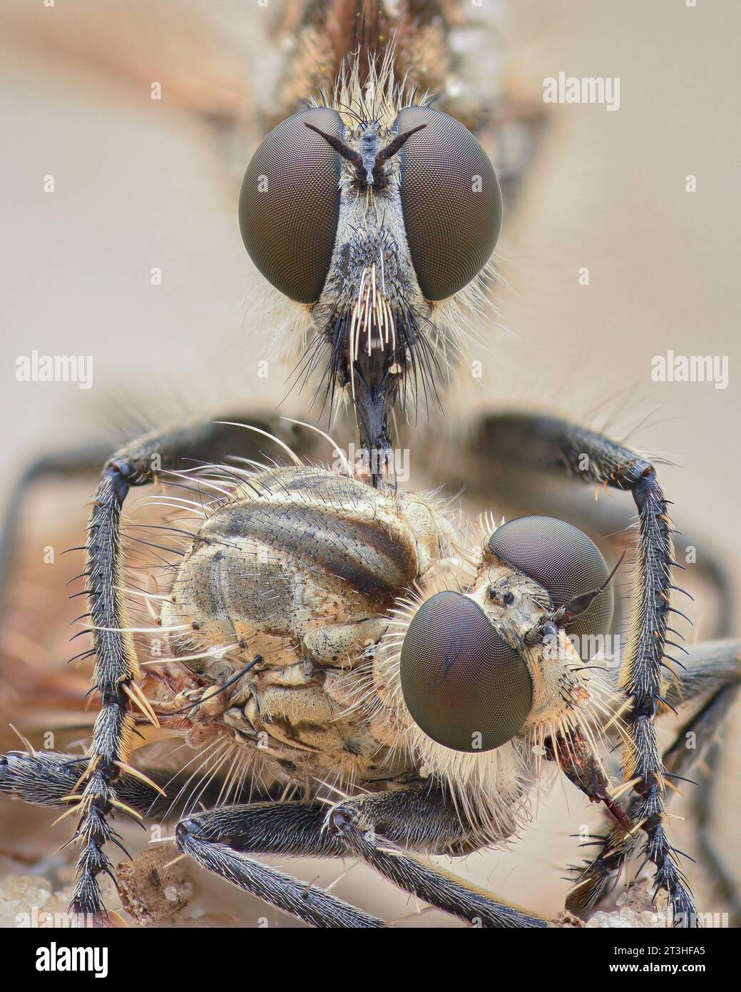Portrait of a Robberfly with large brown compound eyes eating a Dune ...