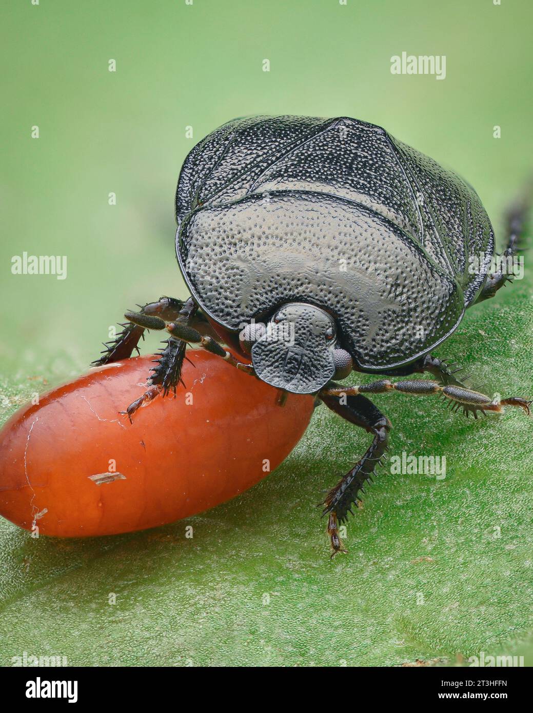 Sehirus luctuosus hi-res stock photography and images - Alamy