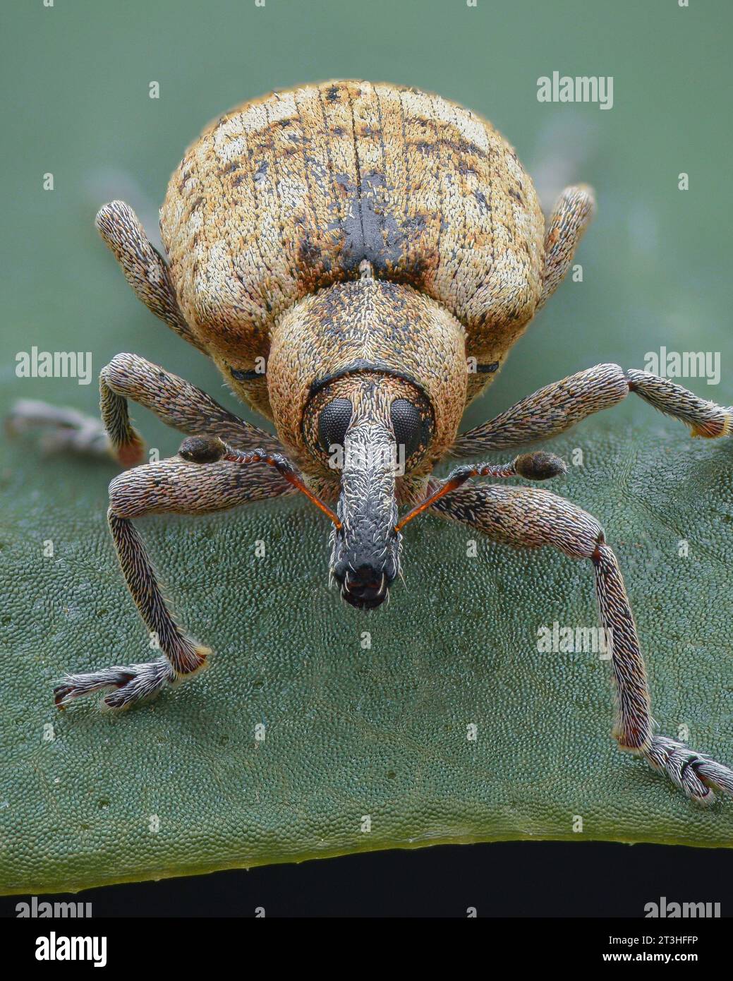 Portrait of a weevil with pale brown scales, green background (Dock ...