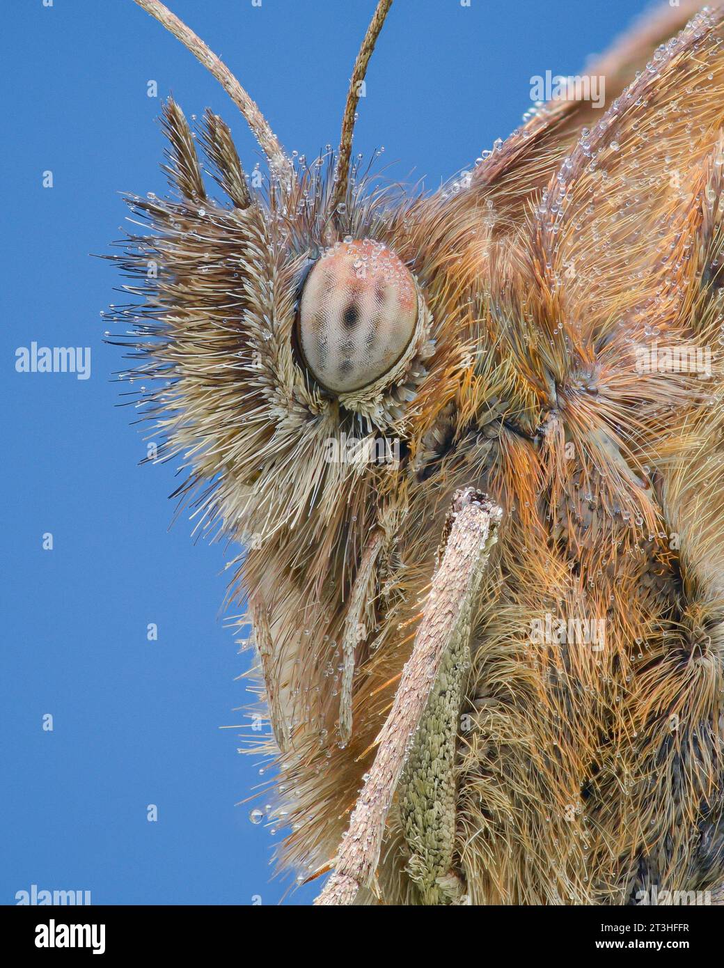 Profile view of a light brown brush-footed butterfly with a black ...