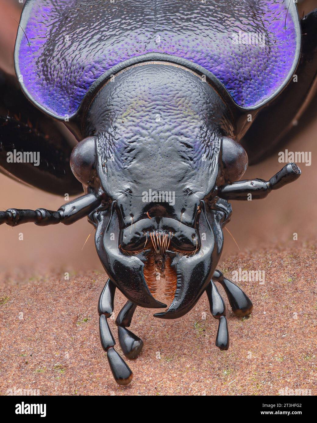 Portrait of a ground beetle with a purple shinning pronotum and broken ...