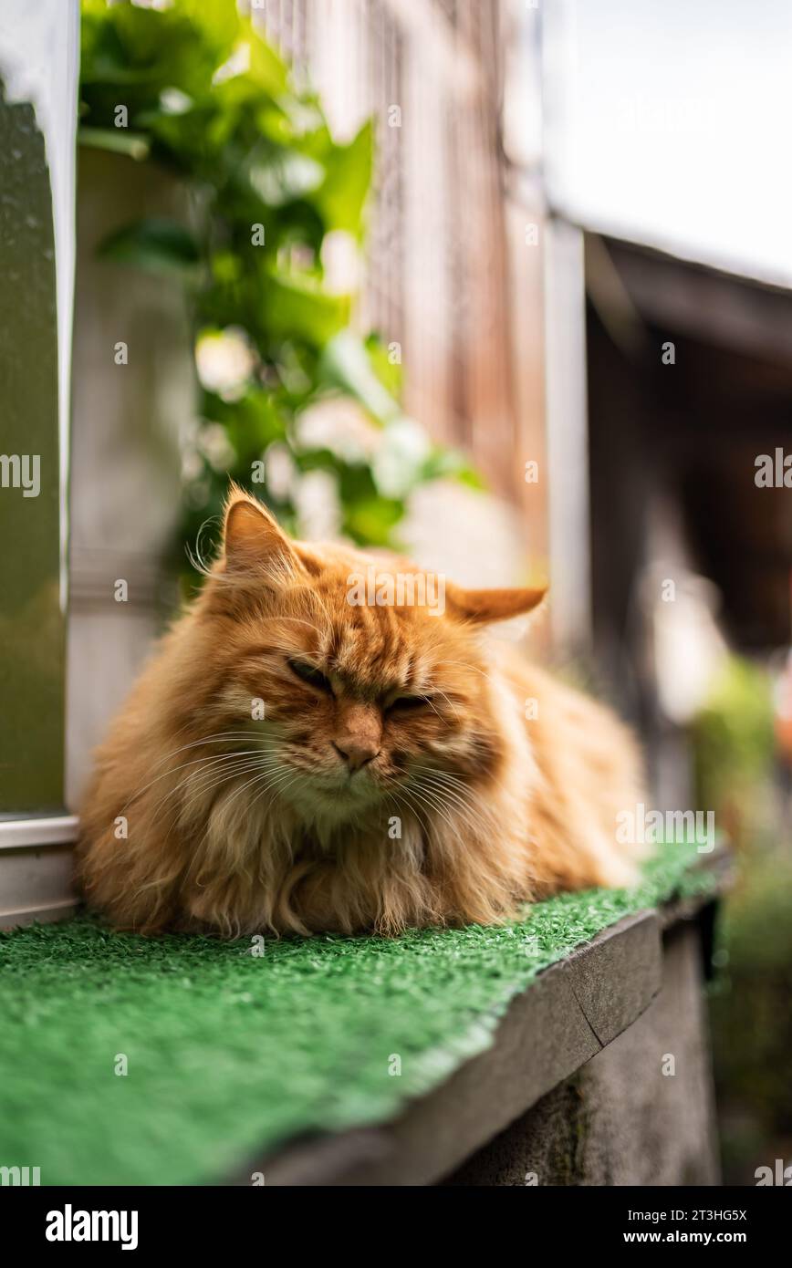 Lazily hi-res stock photography and images - Alamy