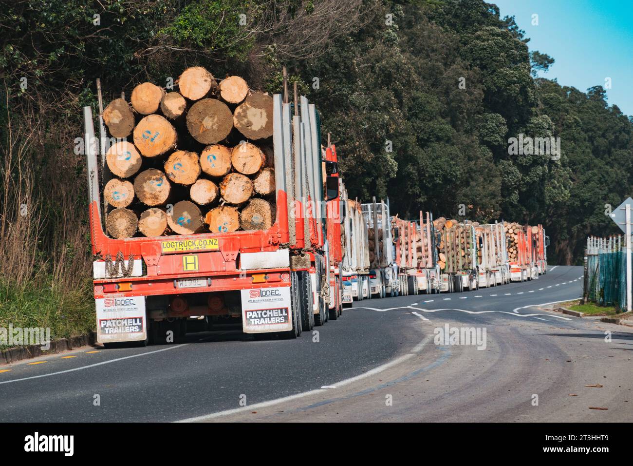 a queue of logging trucks piled with wooden logs, waiting for entry to ...