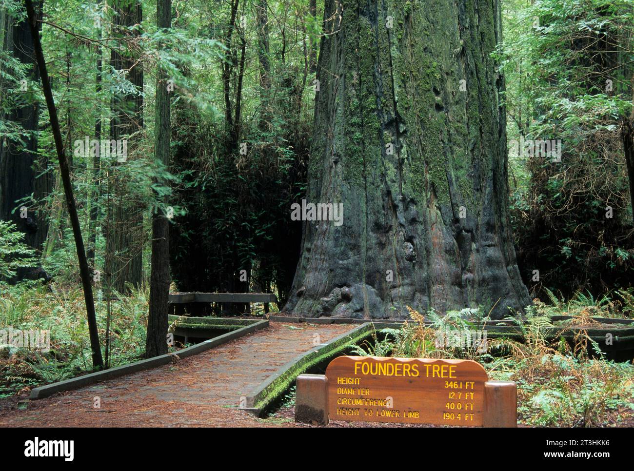 Founders Tree, Humboldt Redwoods State Park, California Stock Photo - Alamy