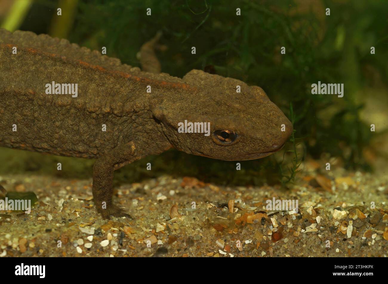 Natural closeup on an aquatic Asian Hong Kong Warty Newt ...