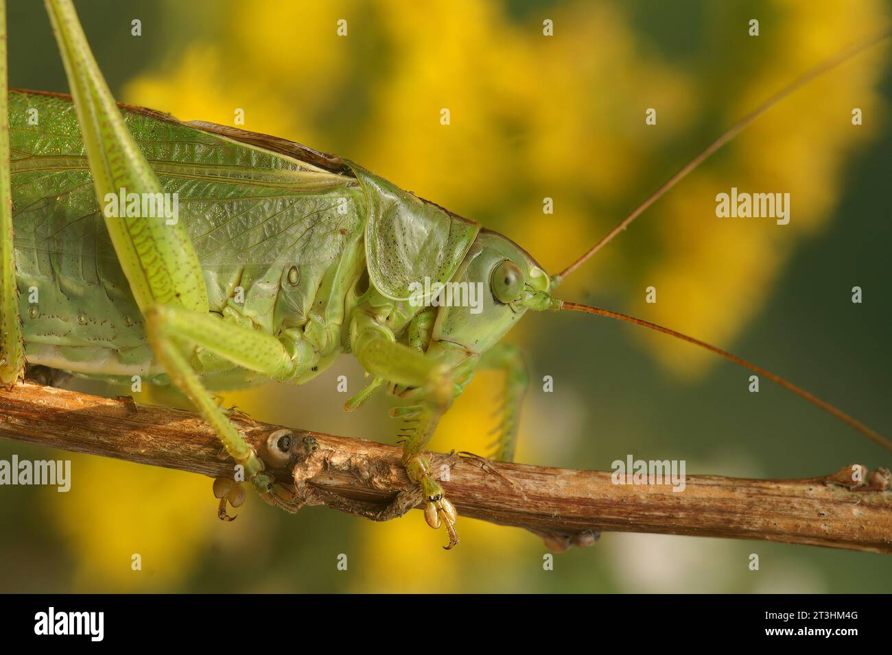 Detailed closeup on the great green bush-cricket, Tettigonia ...