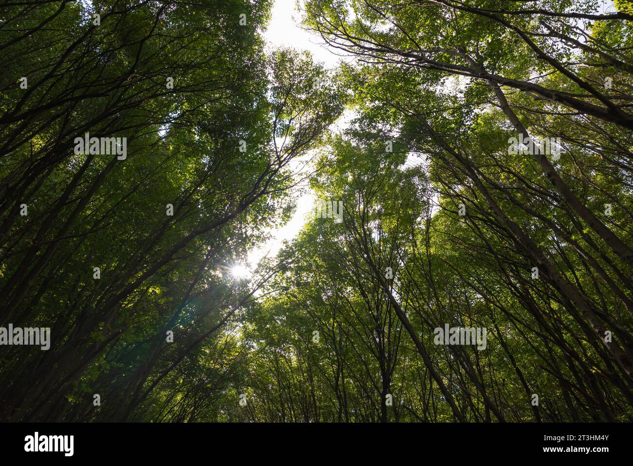 Trees in the forest in low angle view with direct sunlight. Carbon net ...