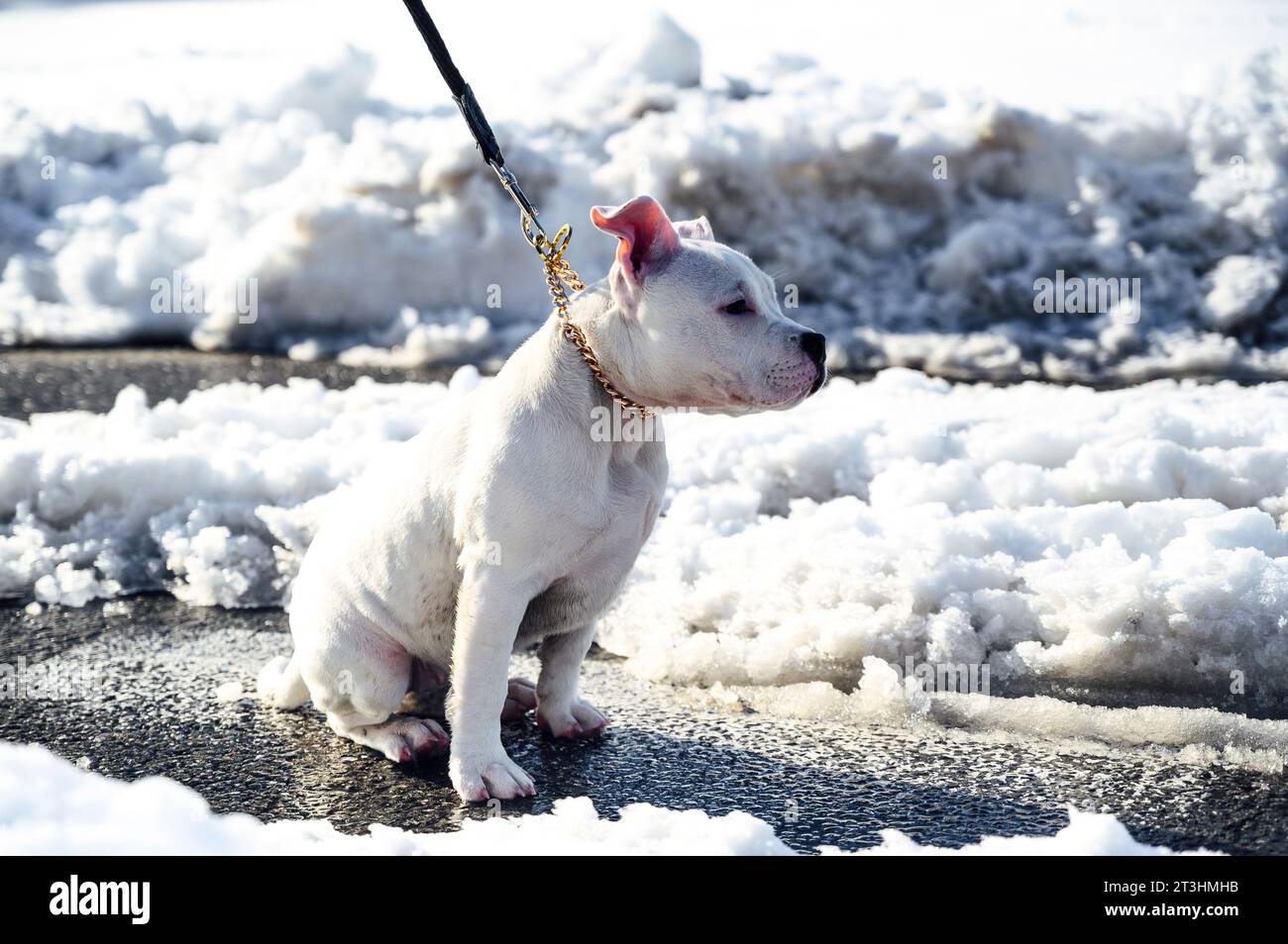 white pitbull dog in snow Stock Photo - Alamy