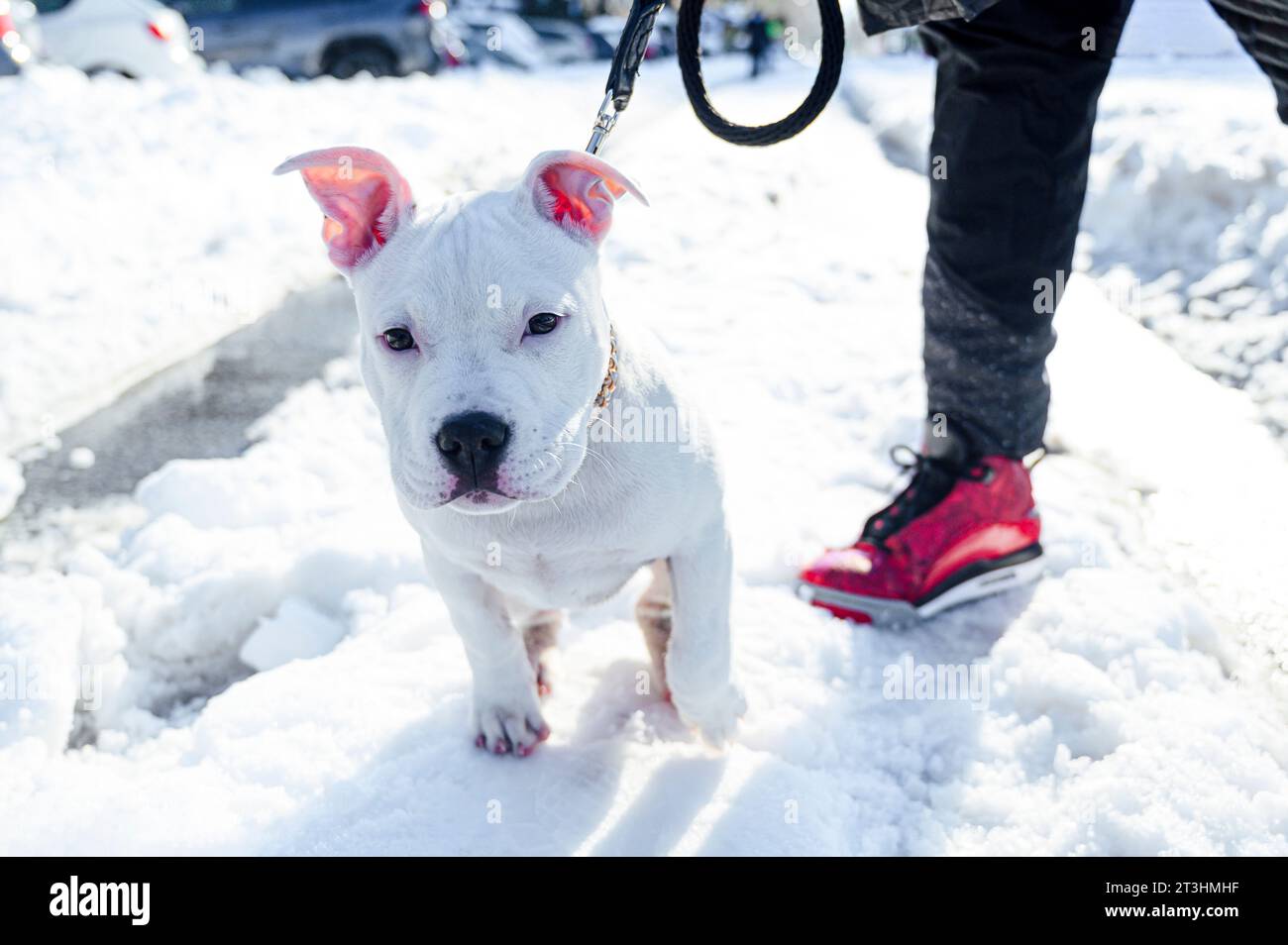 white pitbull dog in snow Stock Photo - Alamy