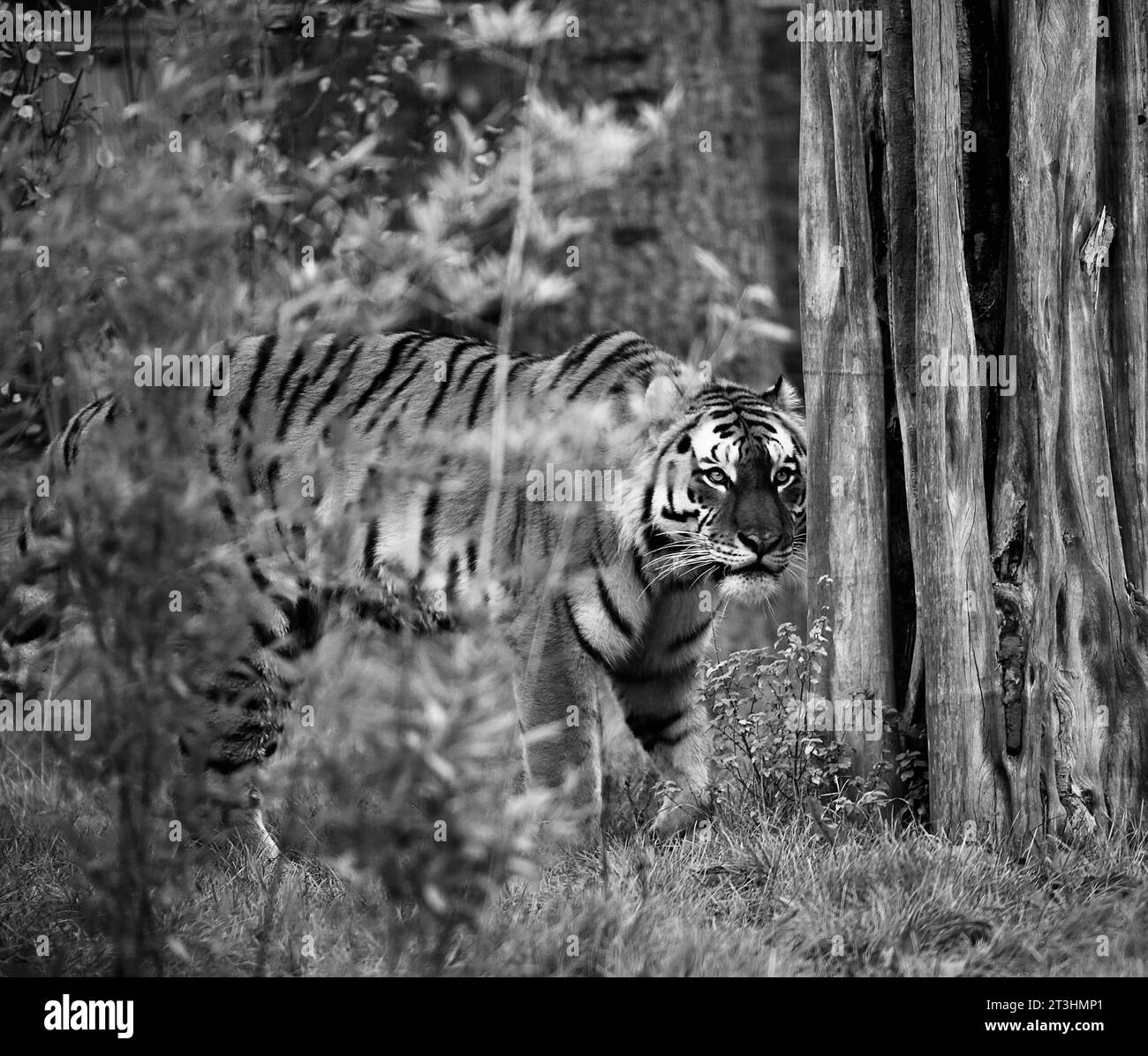 Tiger Growling Black And White