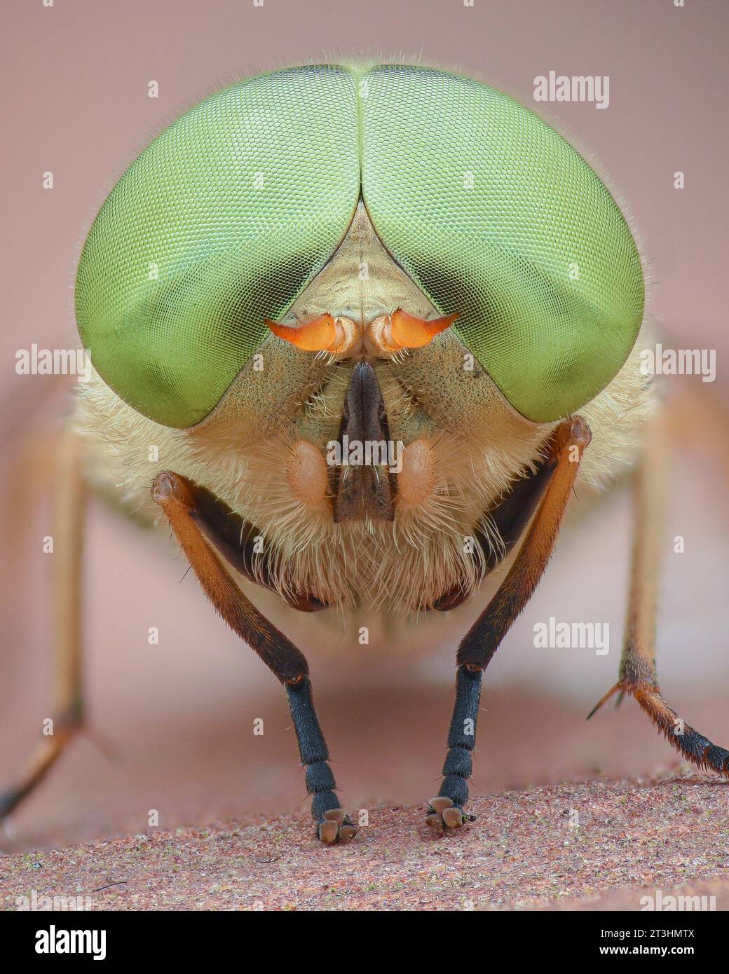 Portrait of a Horsefly with large lime green compound eyes and orange ...