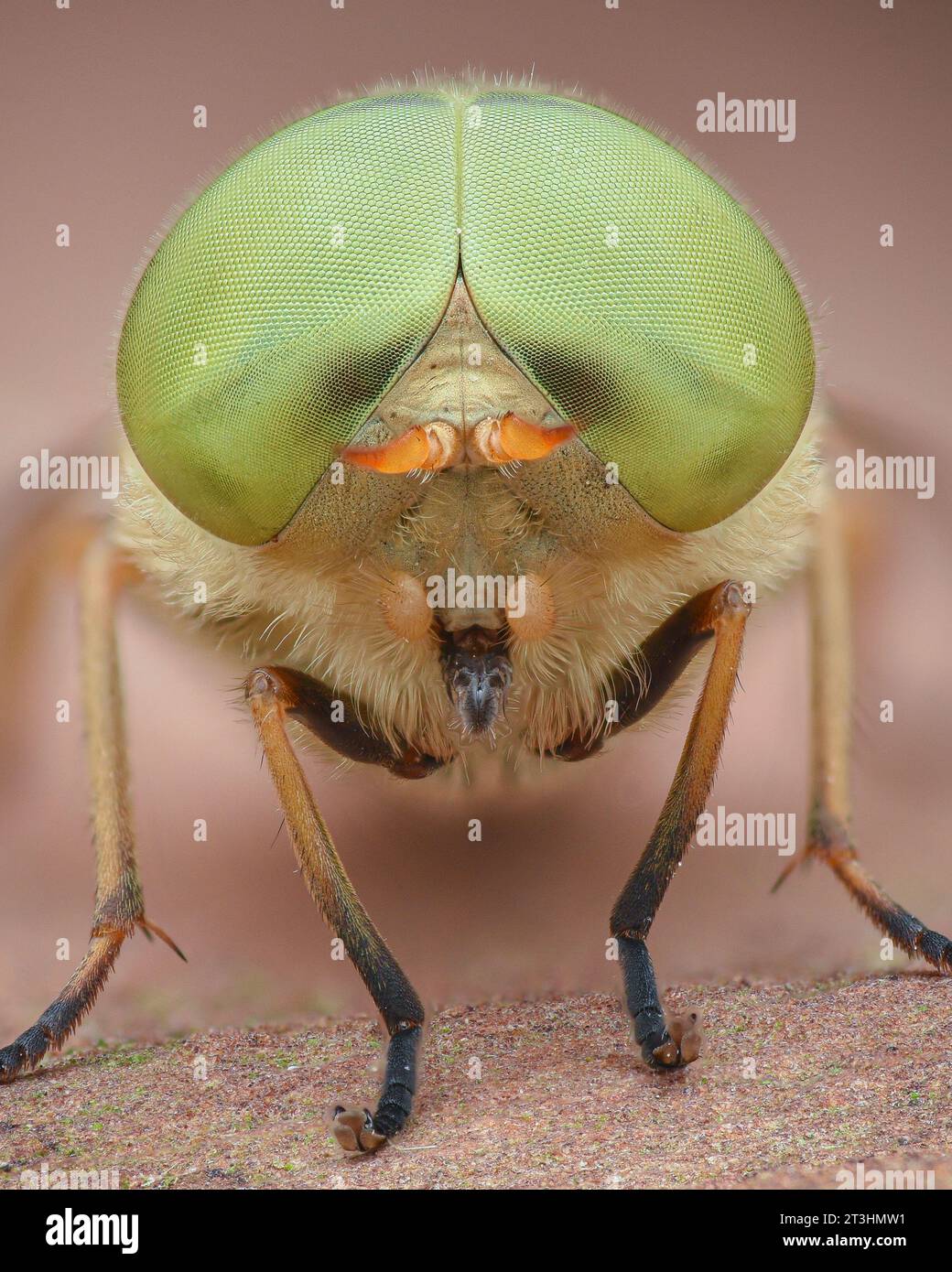 Portrait of a Horsefly with large lime green compound eyes and orange ...