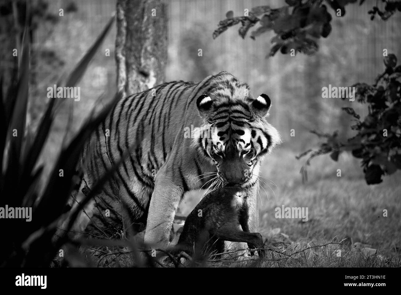Tiger hunting prey hi-res stock photography and images - Alamy