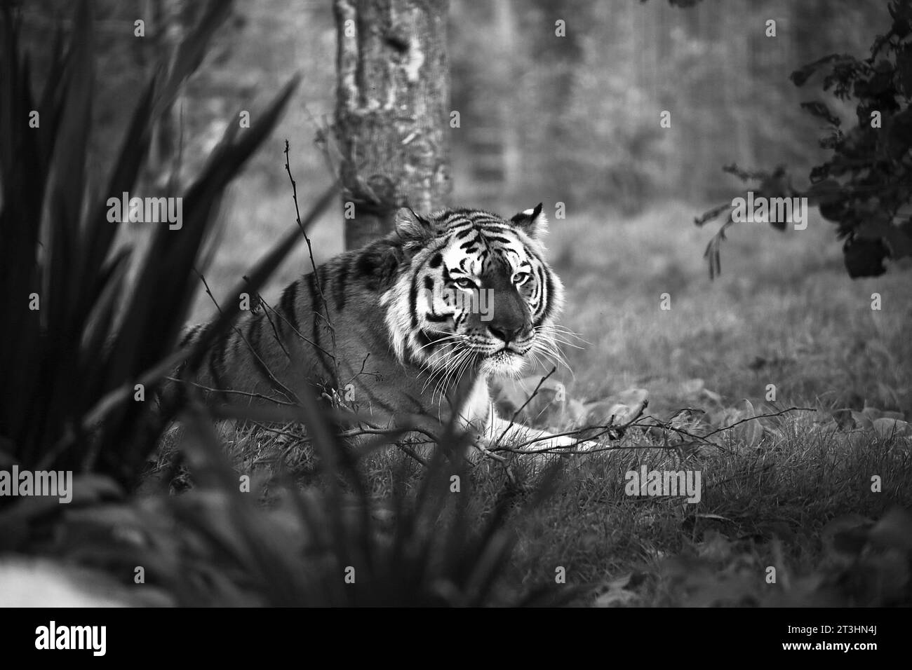 Pouncing tiger Black and White Stock Photos & Images - Alamy Pouncing tiger Black and White Stock Photos & Images - Alamy